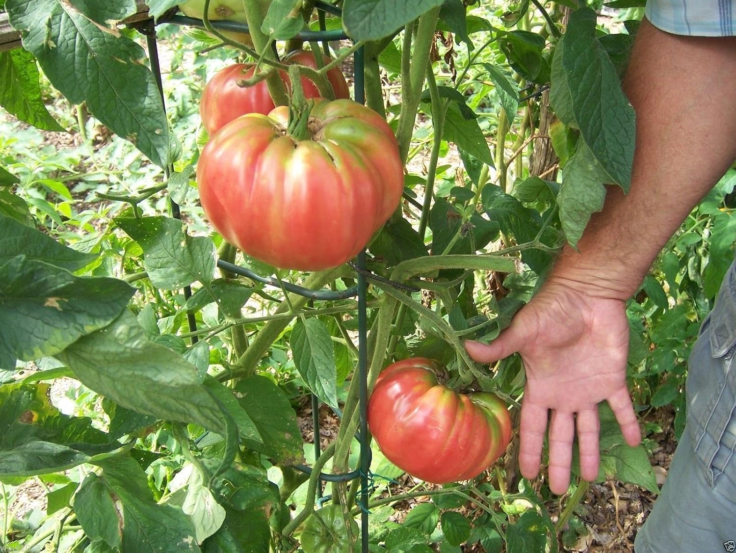 Amazon.com : Tomato Seeds, German Pink, Meaty flesh with few seed ...