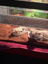 Vetark Tamodine Wound Dressing, 50 ml : Amazon.co.uk: Health & Personal ...