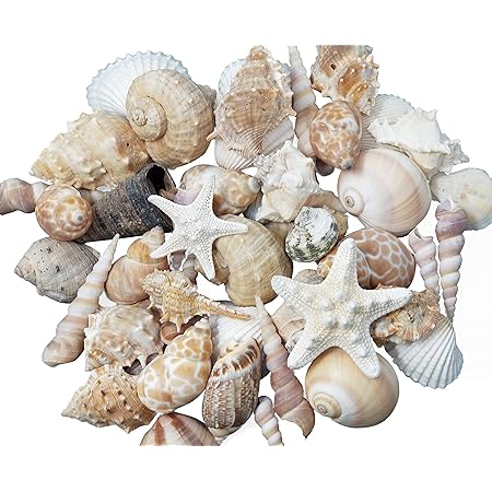 Amazon.com: Sea Shells for Crafting - Mixed Beach Seashells - Various ...