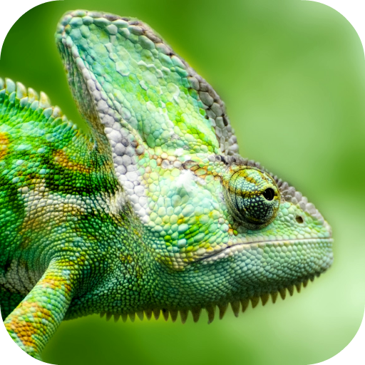 Reptile Computer Wallpapers Desktop