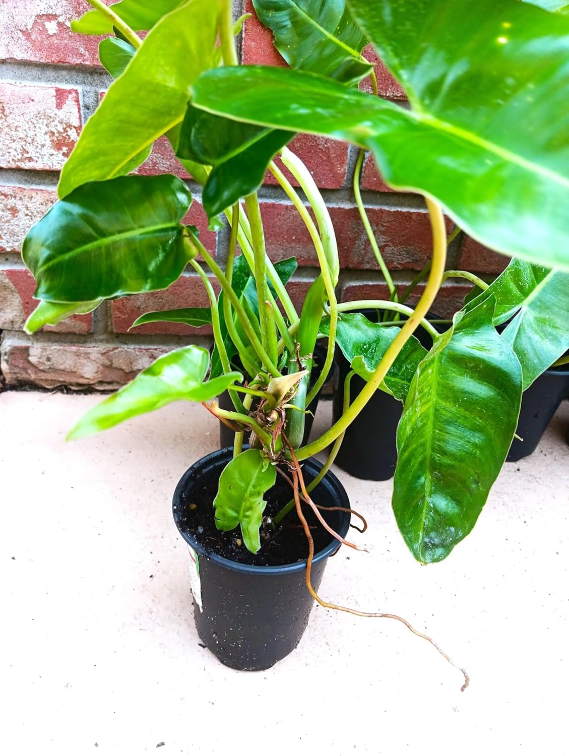 Amazon.com : Philodendron Burle Marx -marxii Rooted 24" Plant : Patio ...