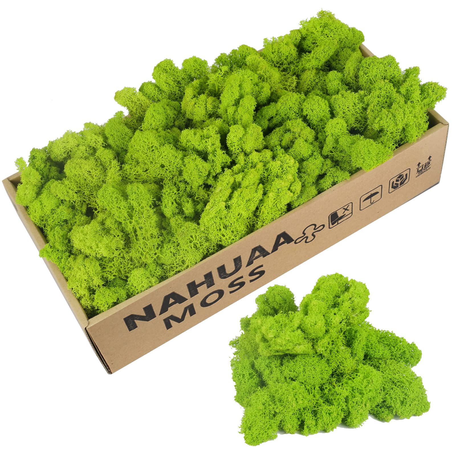 Moss Plant Texture