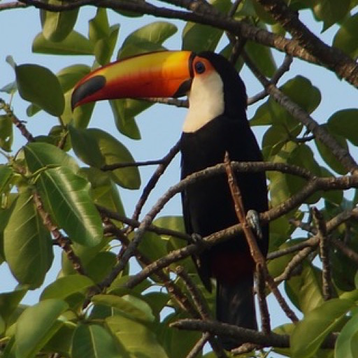 Tropical Rainforest Birds Wallpaper