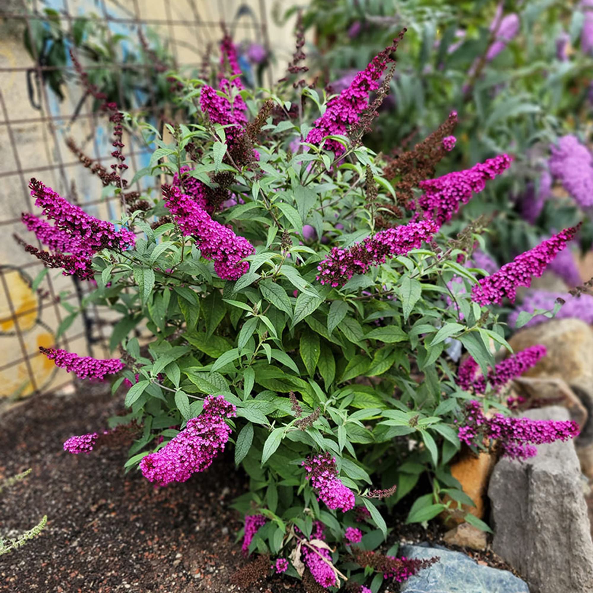 Planta Perenne De Arbusto De Mariposas