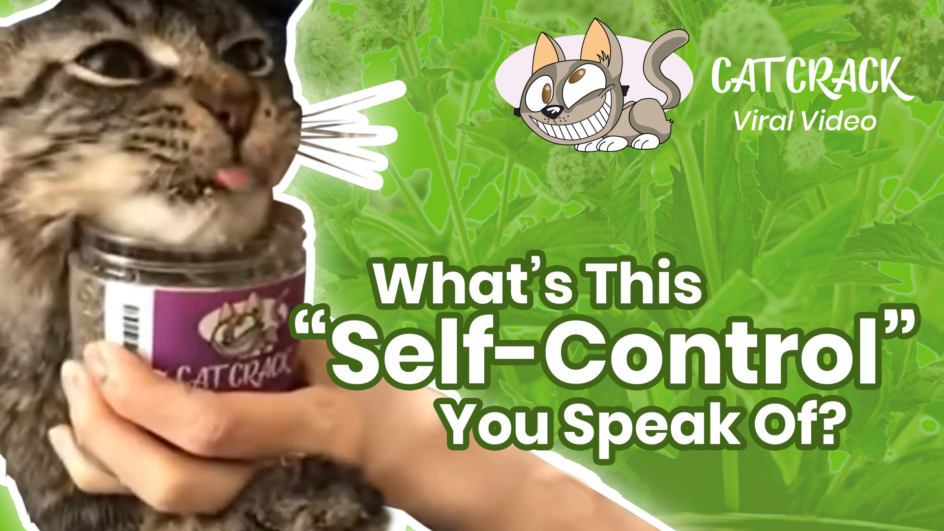 Watch Have you seen this viral Cat Crack video? on Amazon Live