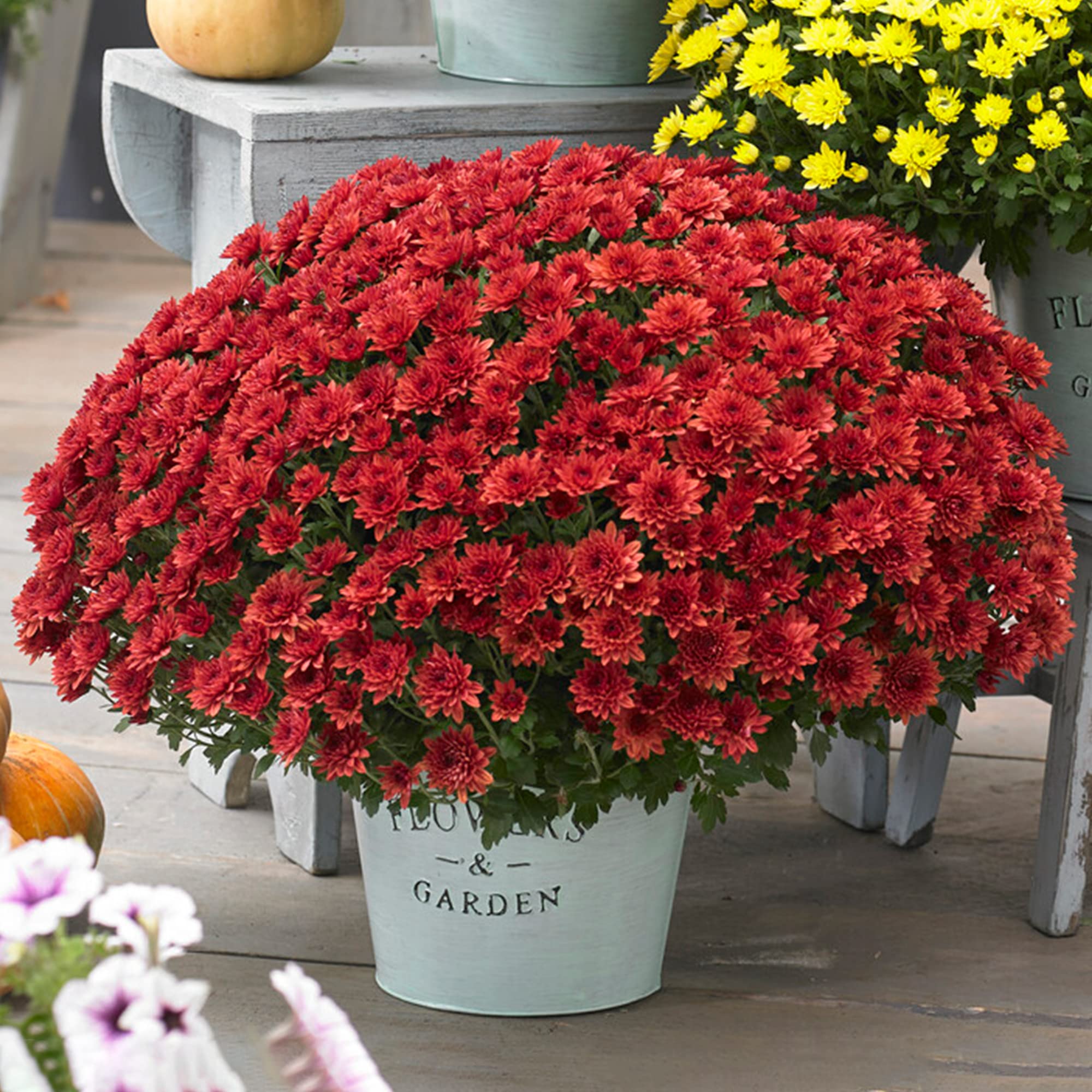 Chrysanthemums Flower Selection | Vibrant Autumn Flowering Garden Mums ...