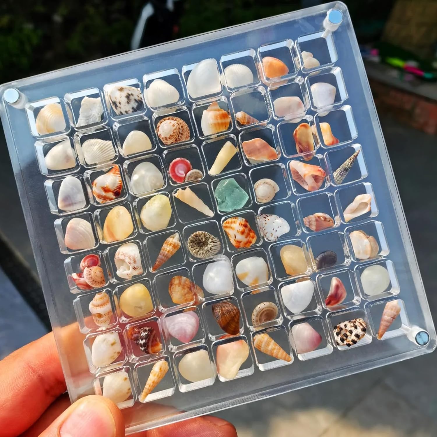 Amazon.com: TIGARI Acrylic Magnetic Seashell Display Box, 36/64/100 Grids Clear Mini Seashell ...