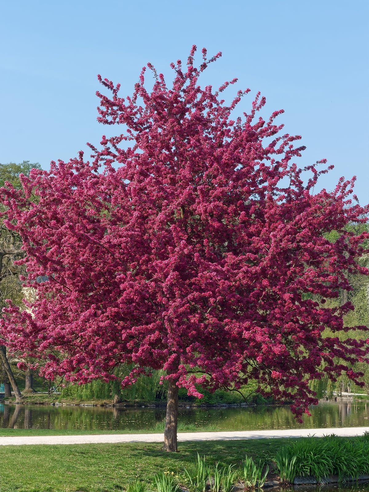 Amazon.com : Prairiefire Crabapple Tree, Vibrant Pink Flowering ...