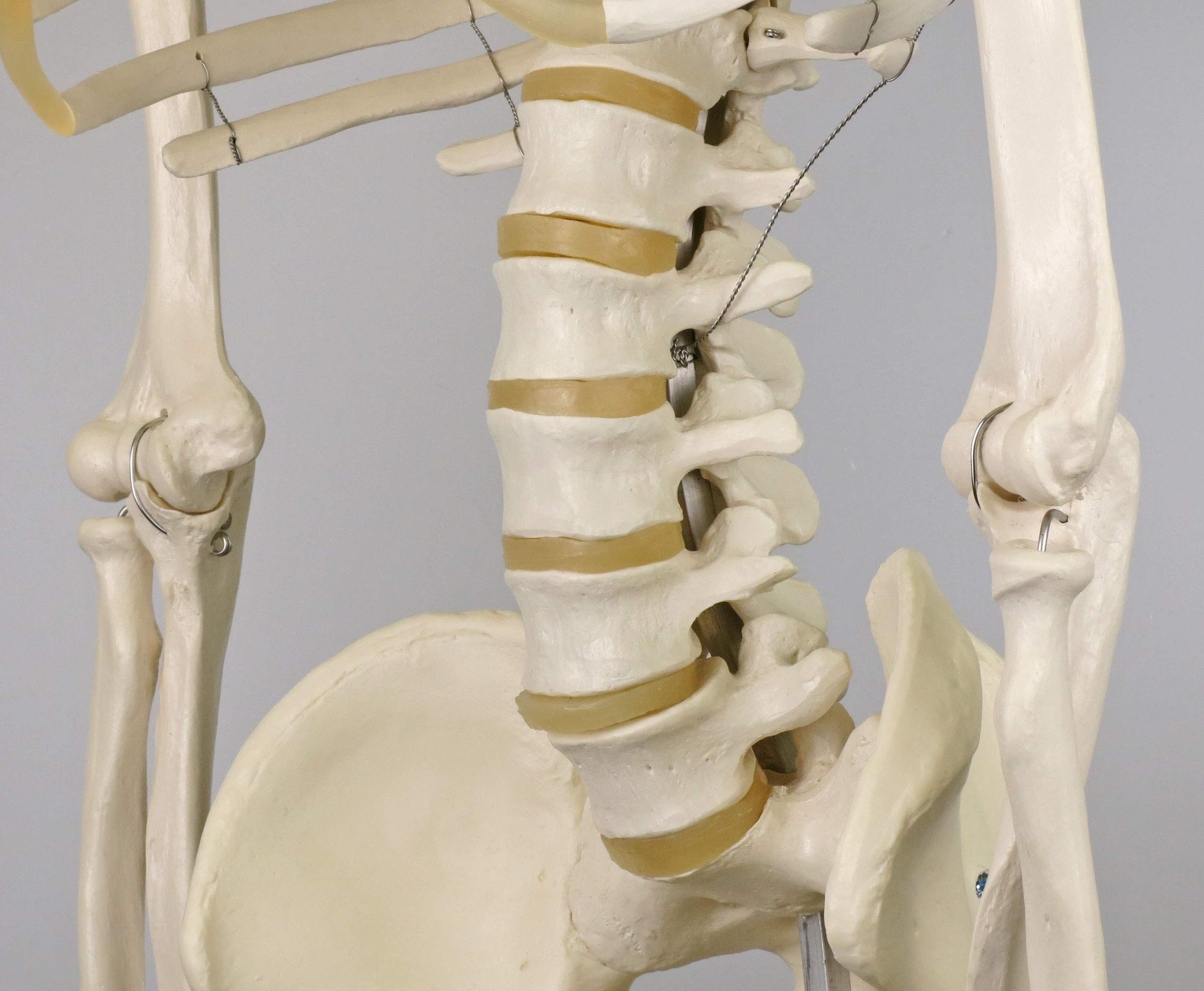 3B Scientific Human Anatomy - A10 Skeleton Model, Classic + free ...