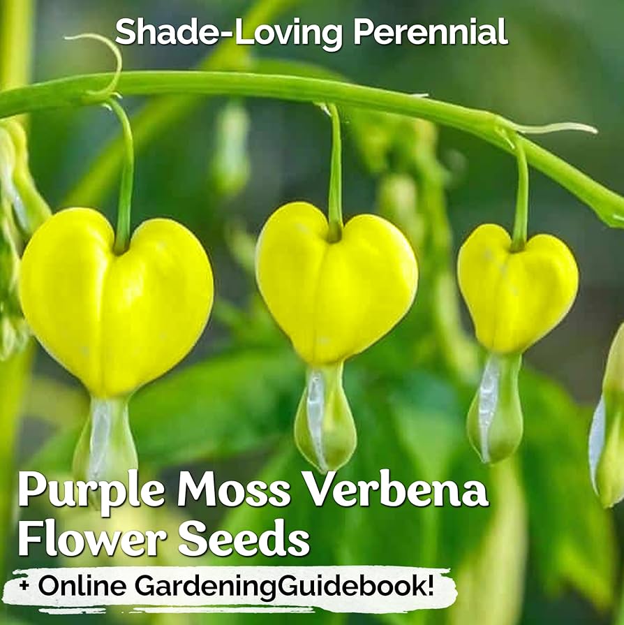 Yellow Bleeding Heart Flower