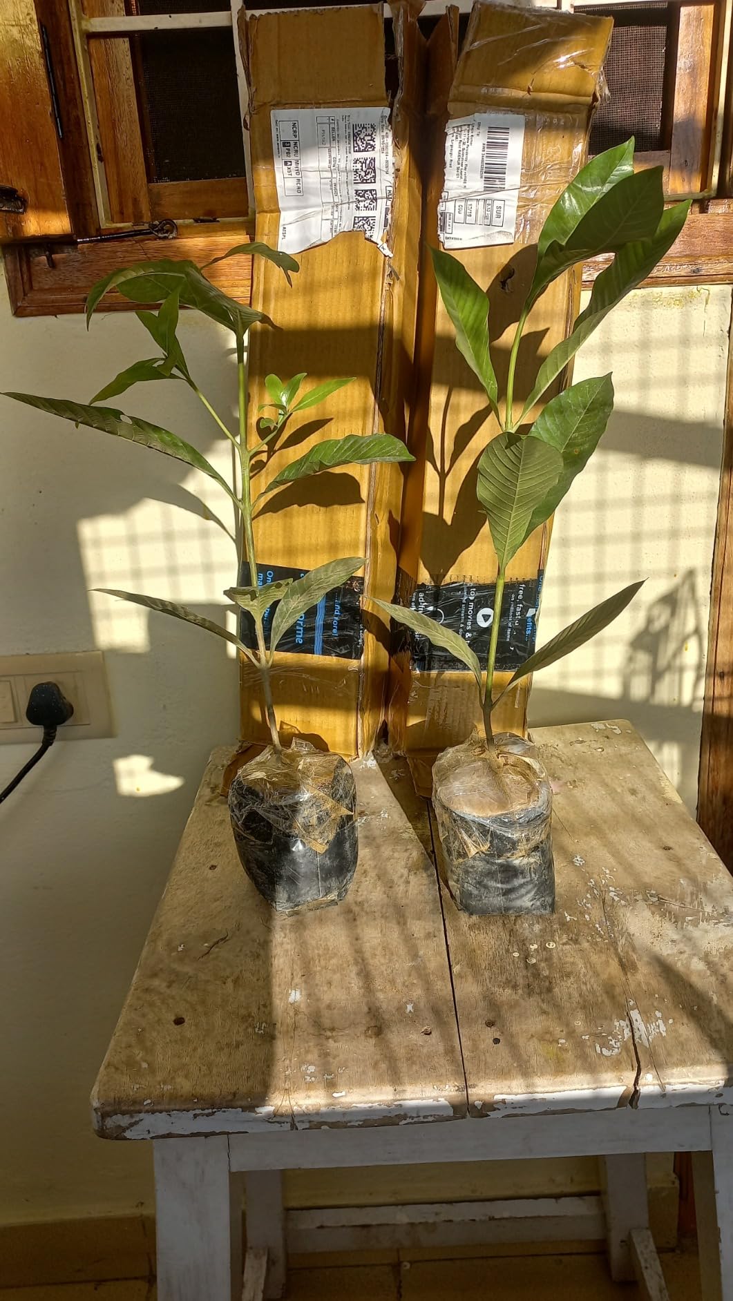 Mphmi Seedless Plant Fruit Plants Rambutan Tree - Plant. Live Nursery ...