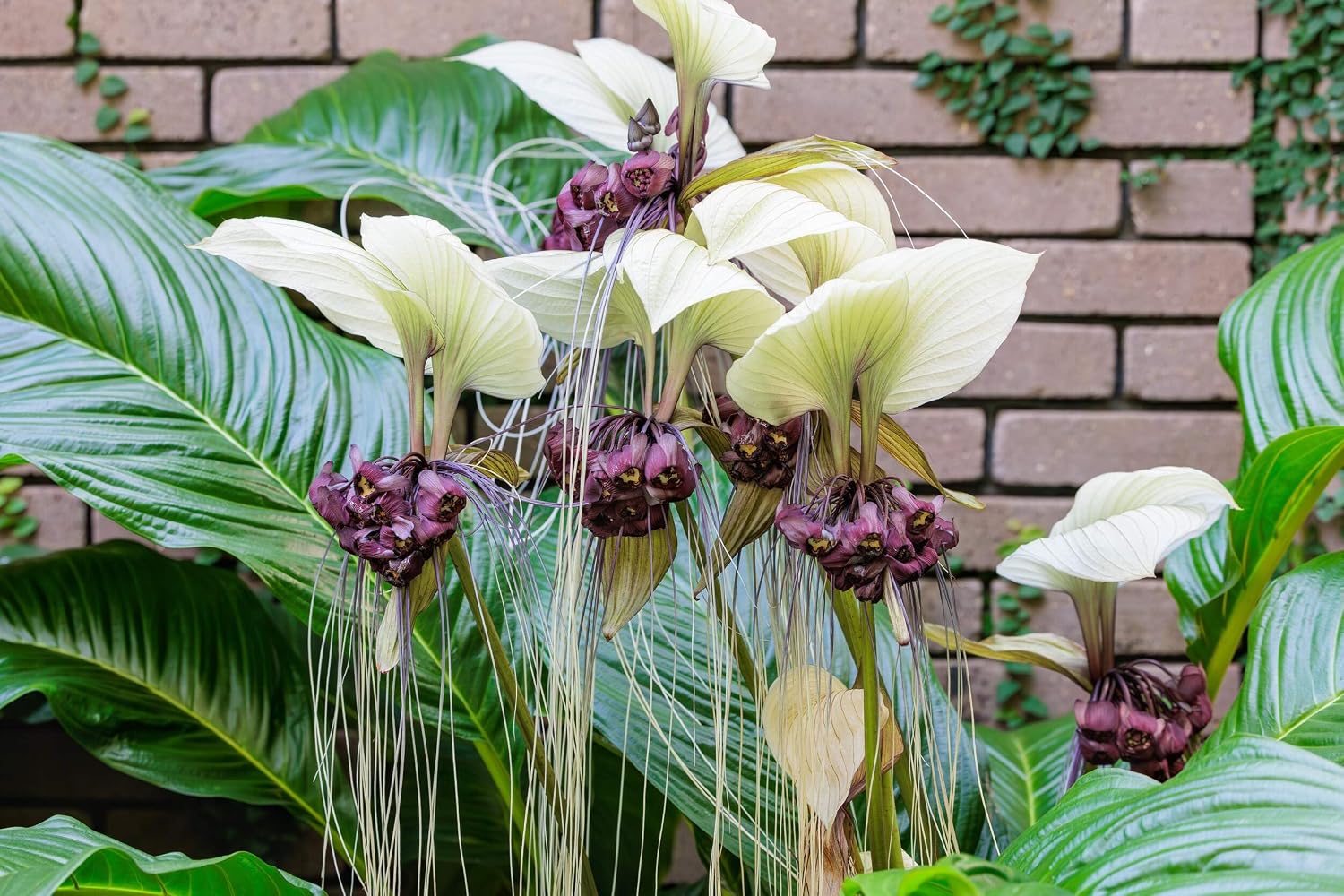 Amazon.com : 5 White BAT Flower Tacca Integrifolia Nivea Bat Head Lily ...