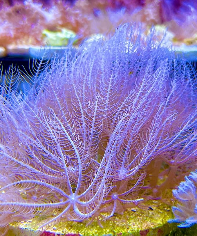 Amazon.com: coralSLover Live Saltwater Coral Frag - Pink Waving Hand ...