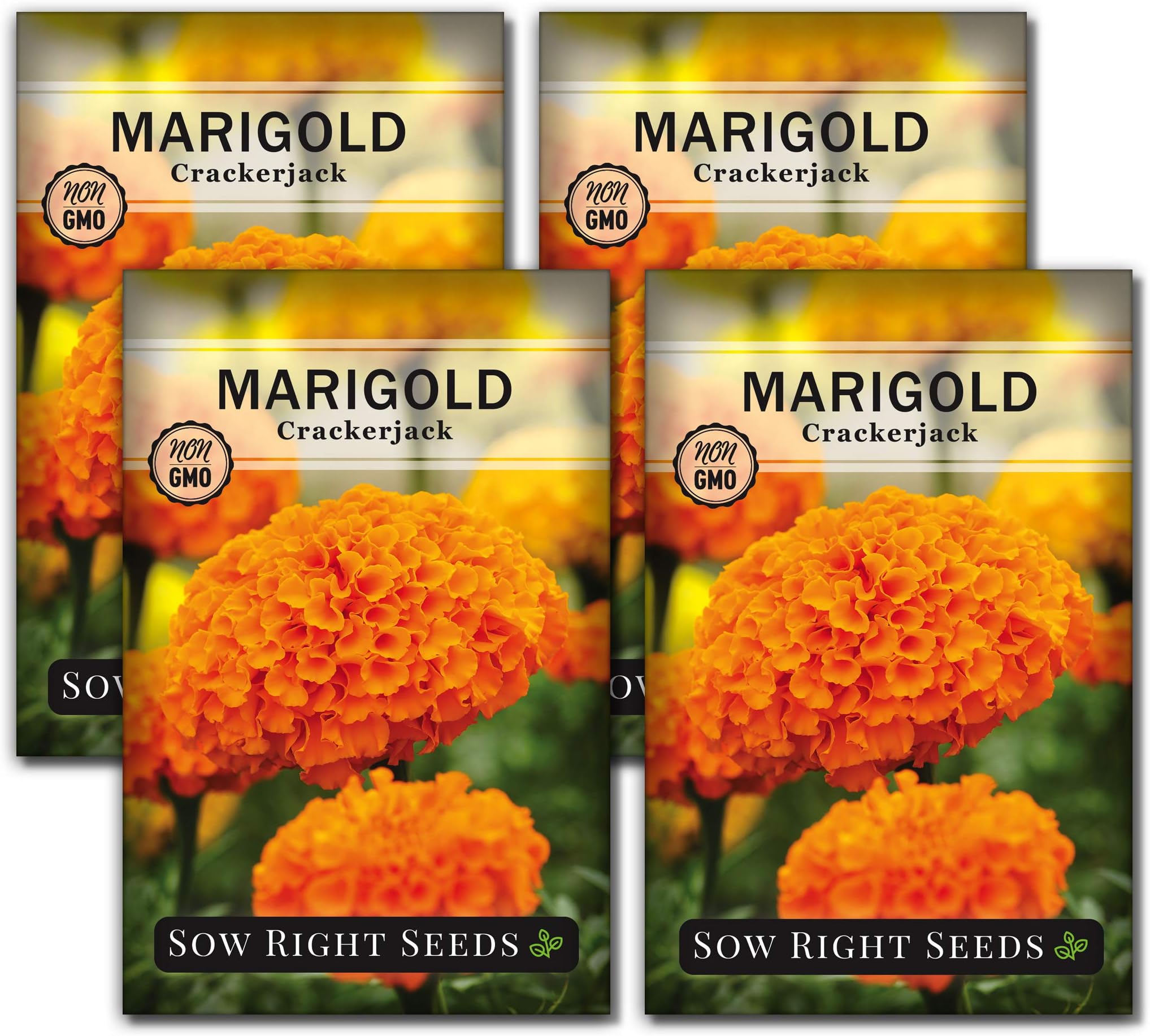 Amazon.com : Sow Right Seeds - Marigold Seeds Flower Growing Kit - Grow ...