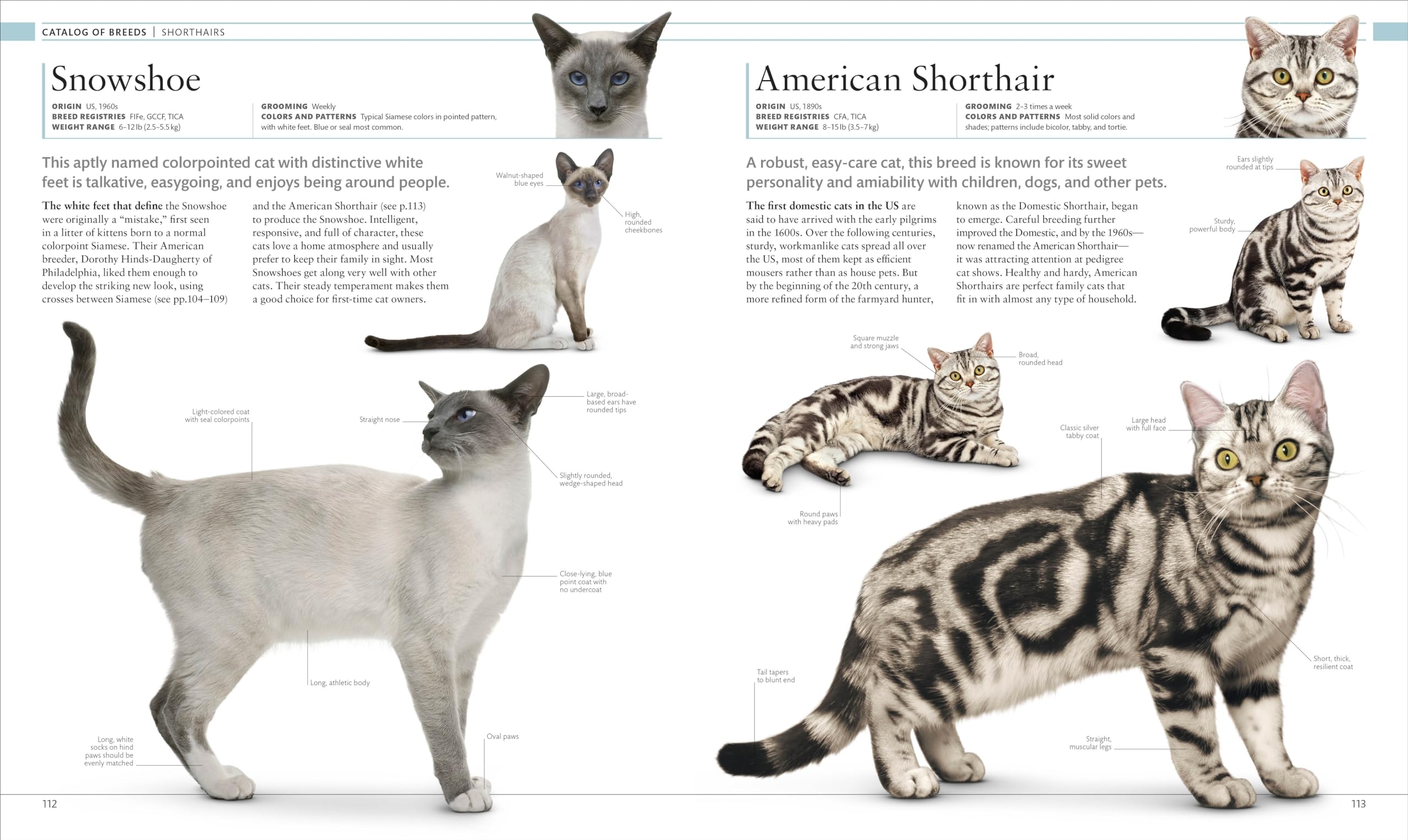 Snapklik.com : The Cat Encyclopedia: The Definitive Visual Guide
