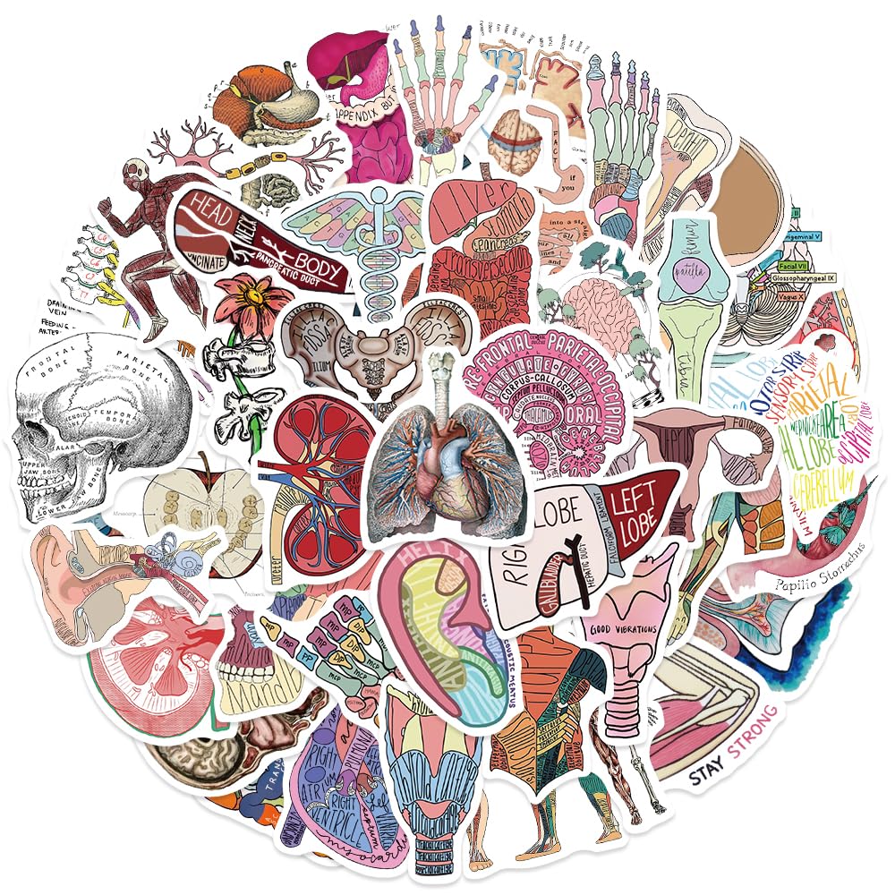 Amazon.com: Anatomy Pun Stickers Human Anatomy Sticker Water Bottle ...