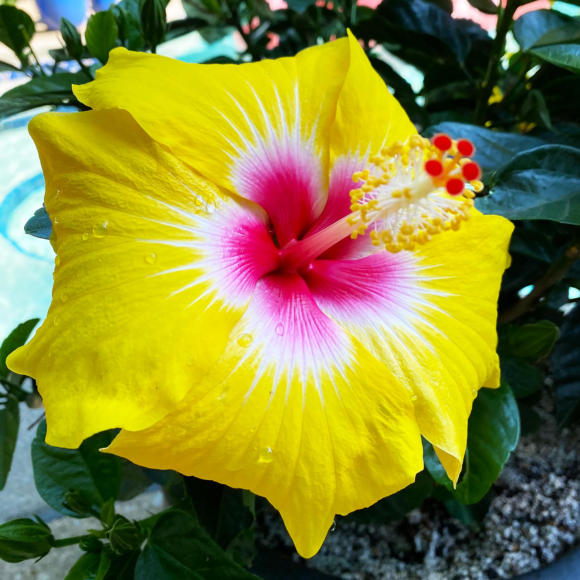Semillas De Hibisco Resistentes De Color Amarillo Semillas De