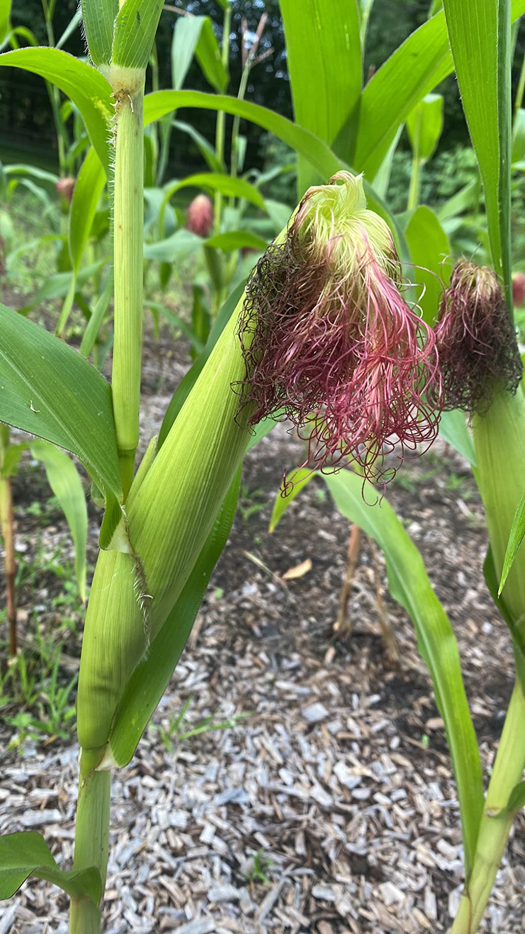 Amazon.com : David's Garden Seeds Popcorn Robust 1122 (Yellow) 100 Non ...