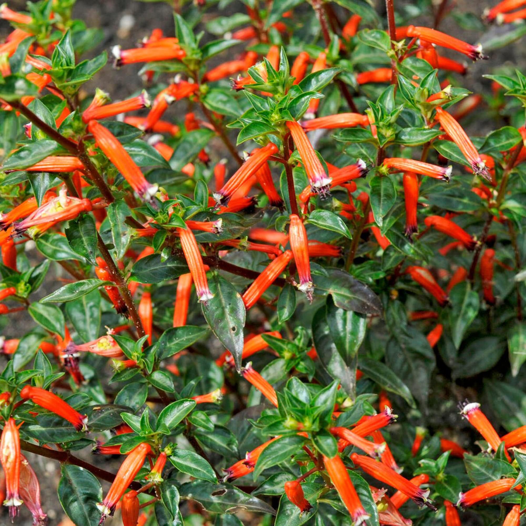 Amazon.com : Cuphea Ignea Seeds Cigar Plant, Firecracker Plant Tender ...