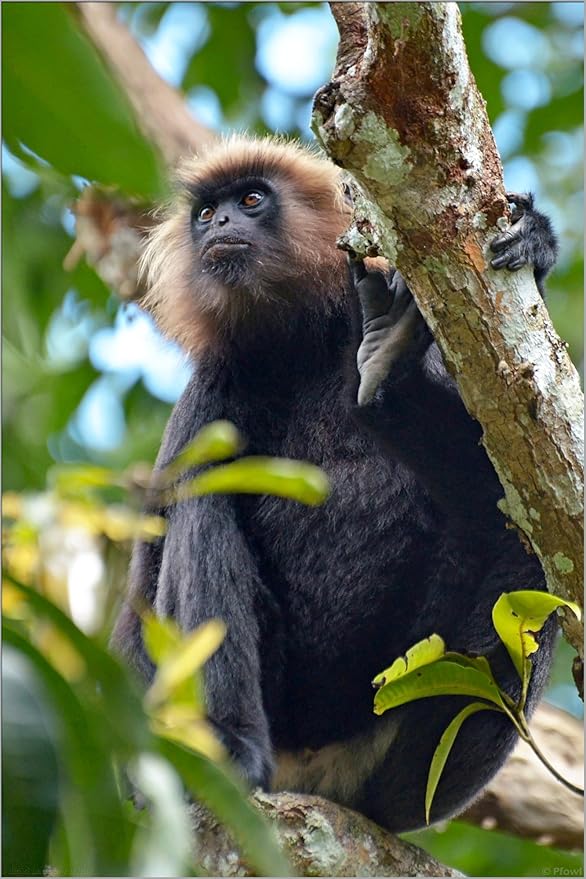 Nilgiri Langur HD Posters on Photo-Glossy Paper and Matte Lamination ...