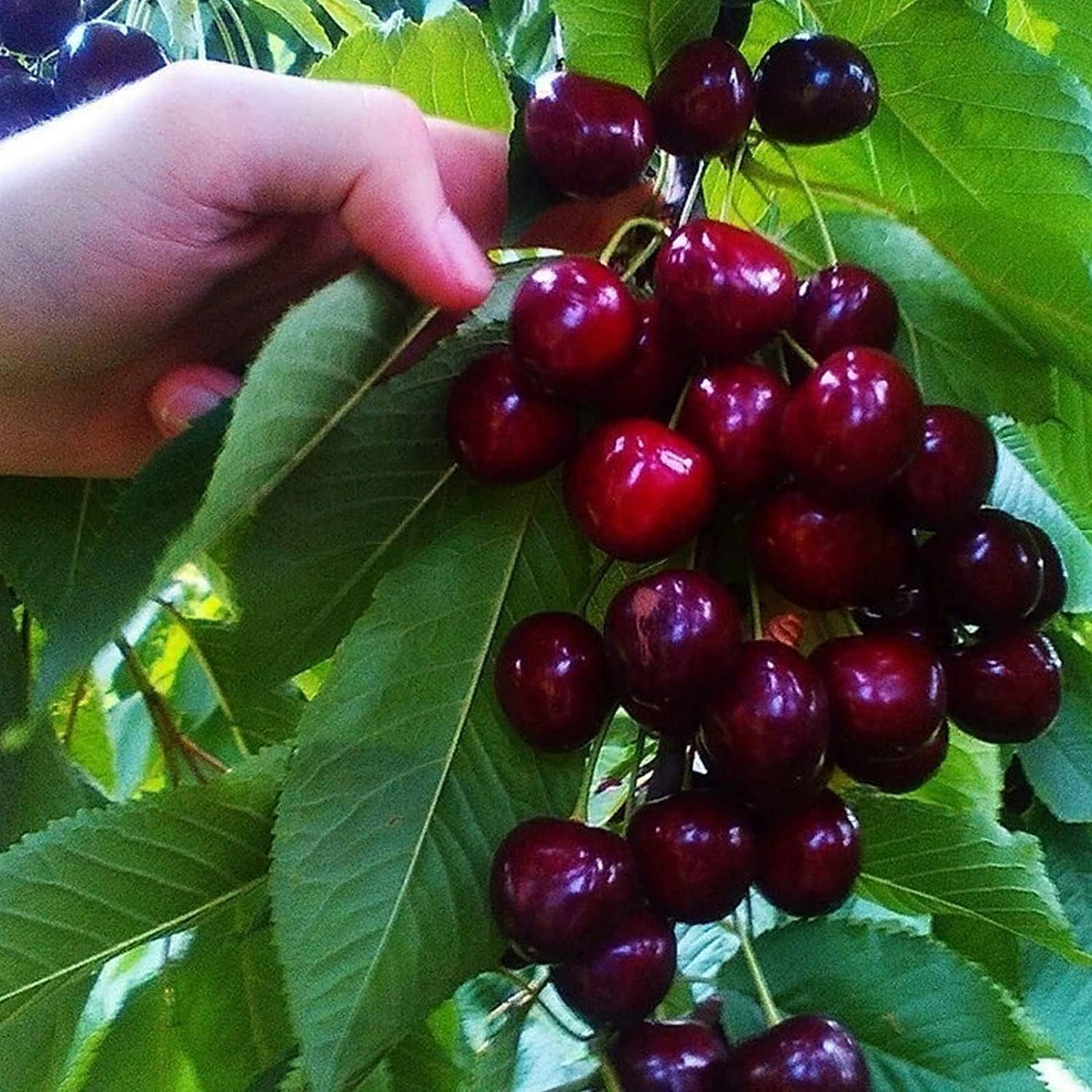 Amazon.com : 50Pcs Cherry Tree Seeds Sweet Mix Fruits Seeds for ...