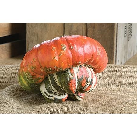 Amazon.com : Turks Turban Gourd Squash Seeds, 25 Heirloom Seeds Per ...