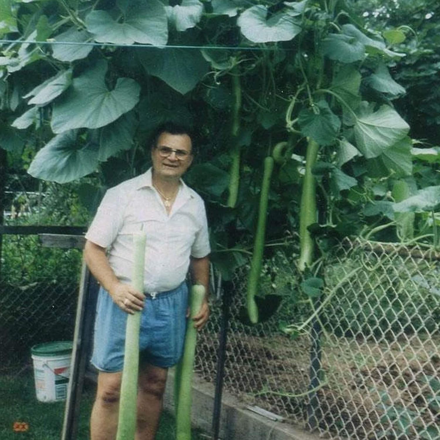 Amazon.com : Organic Cucuzzi Gourd - 2 Gram Packet ~ 10 Seeds - Organic ...