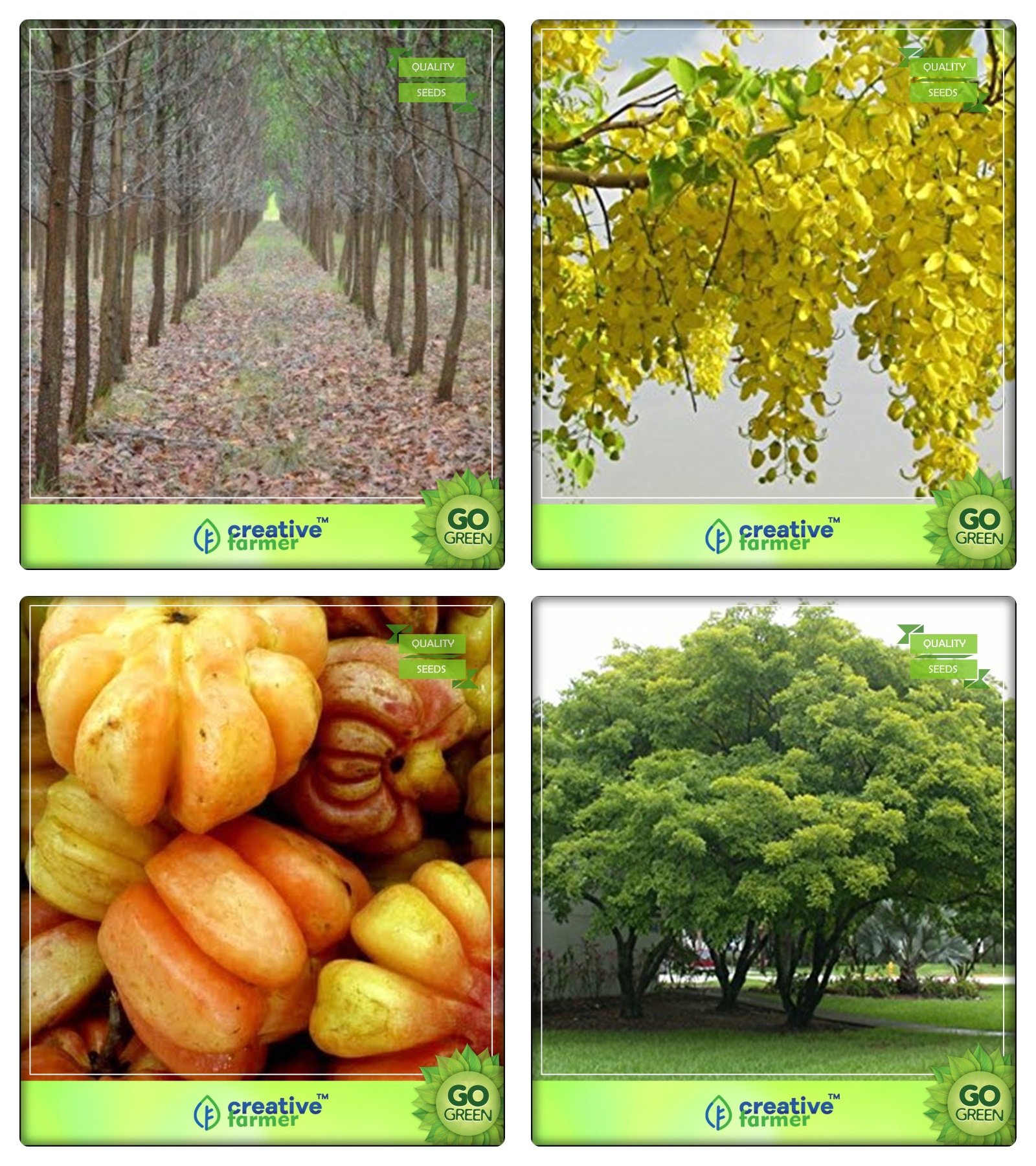 Buy Creative Farmer Tree Seeds For All Season Mangium,Cassia Fistula ...