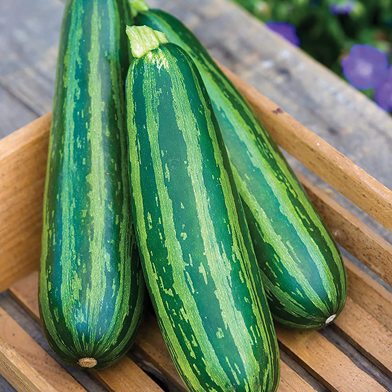 Vining Zucchini Varieties Costata Romanesco Heirloom Zucchini Squash