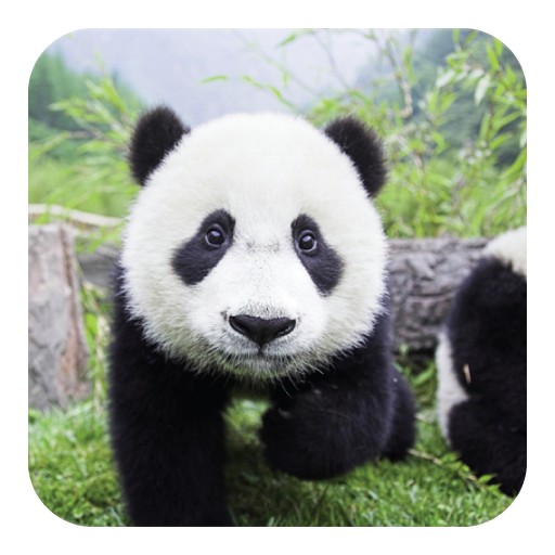 Q Panda Live Wallpaper - App on Amazon Appstore