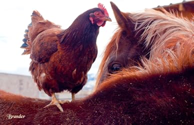 Amazon.com : Sony Alpha A700 12.24MP Digital SLR Camera (Body Only ...