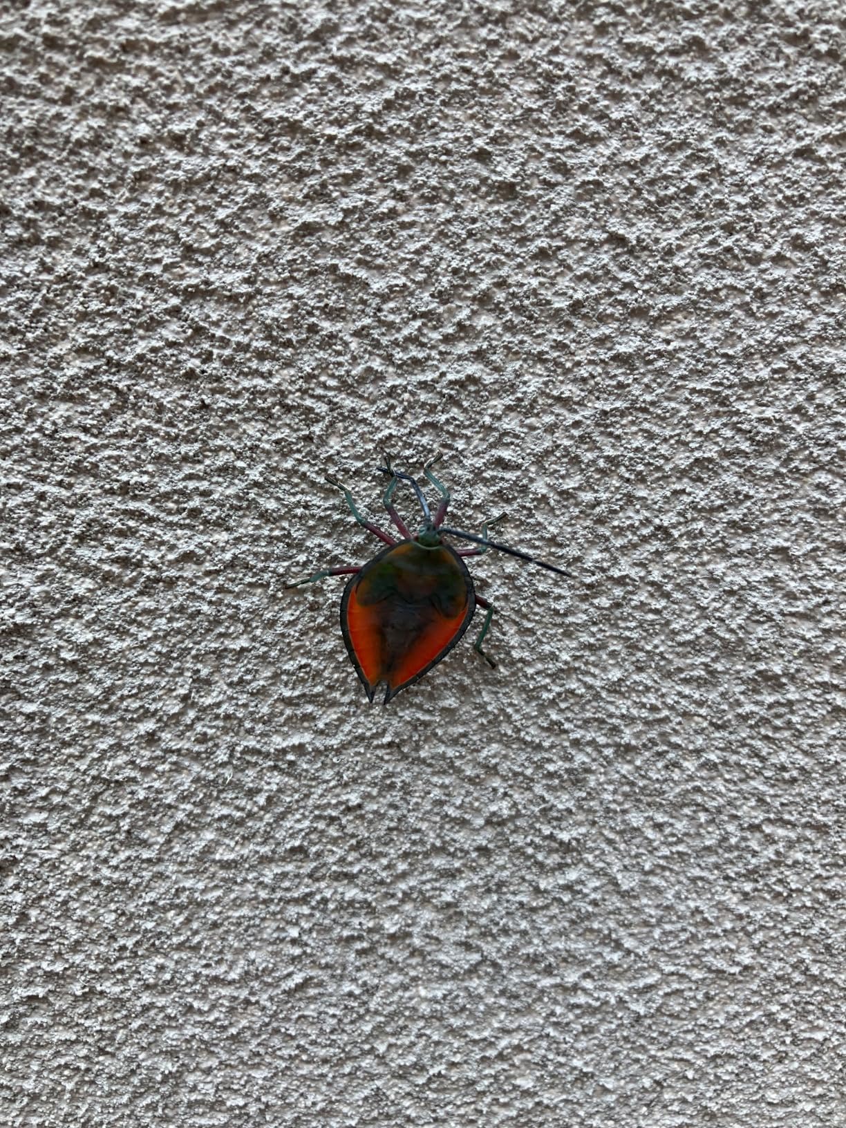 Searles Conguard Garden and Lawn Insecticide, 200 ml : Amazon.com.au ...