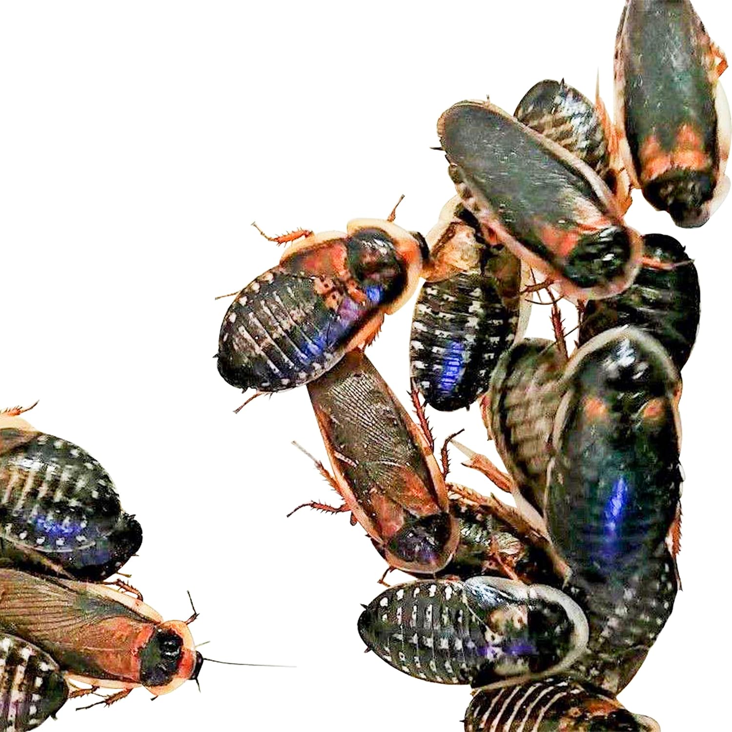 Amazon.com : Bad Ass Bugs Adult Dubia Roaches 20 Females & 10 Males 30 ...