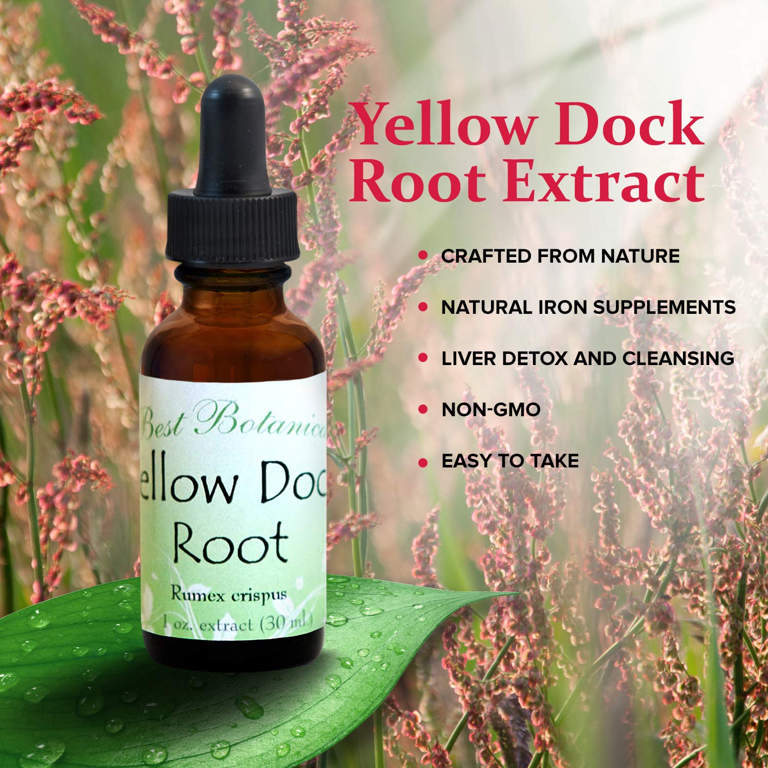 Yellow Dock Root Plant