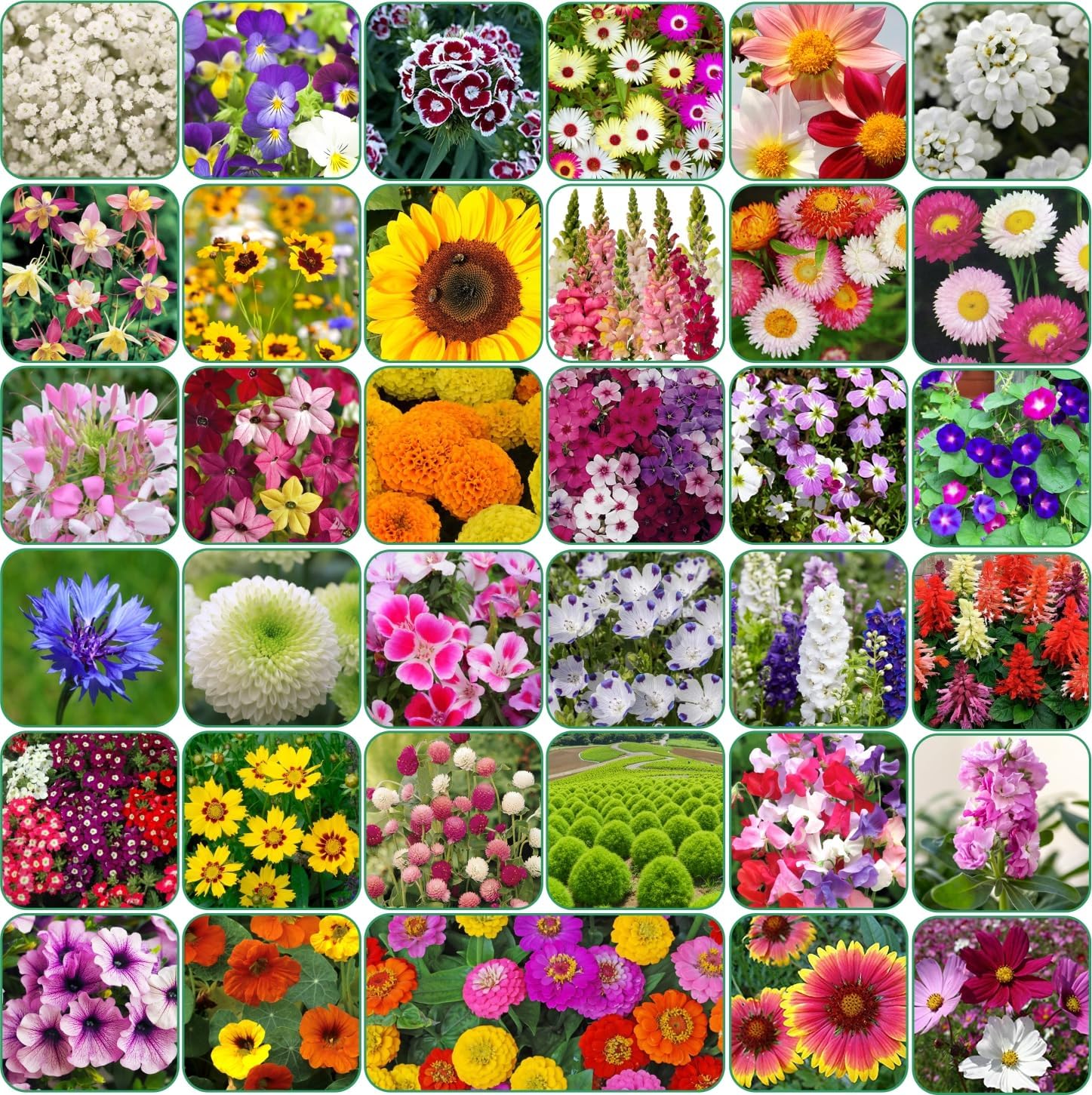 Kraft Seeds by 10CLUB Fresh Garden Flower Seeds (15 Packets, Mix Approx ...