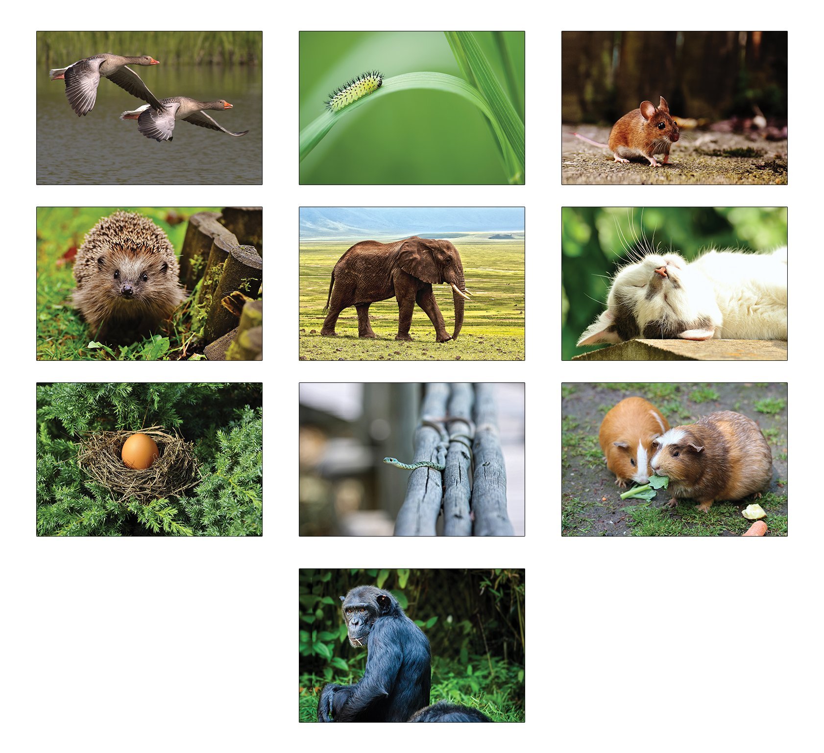 Different Animal Species How Can 9 Species Look So Different Yet Be