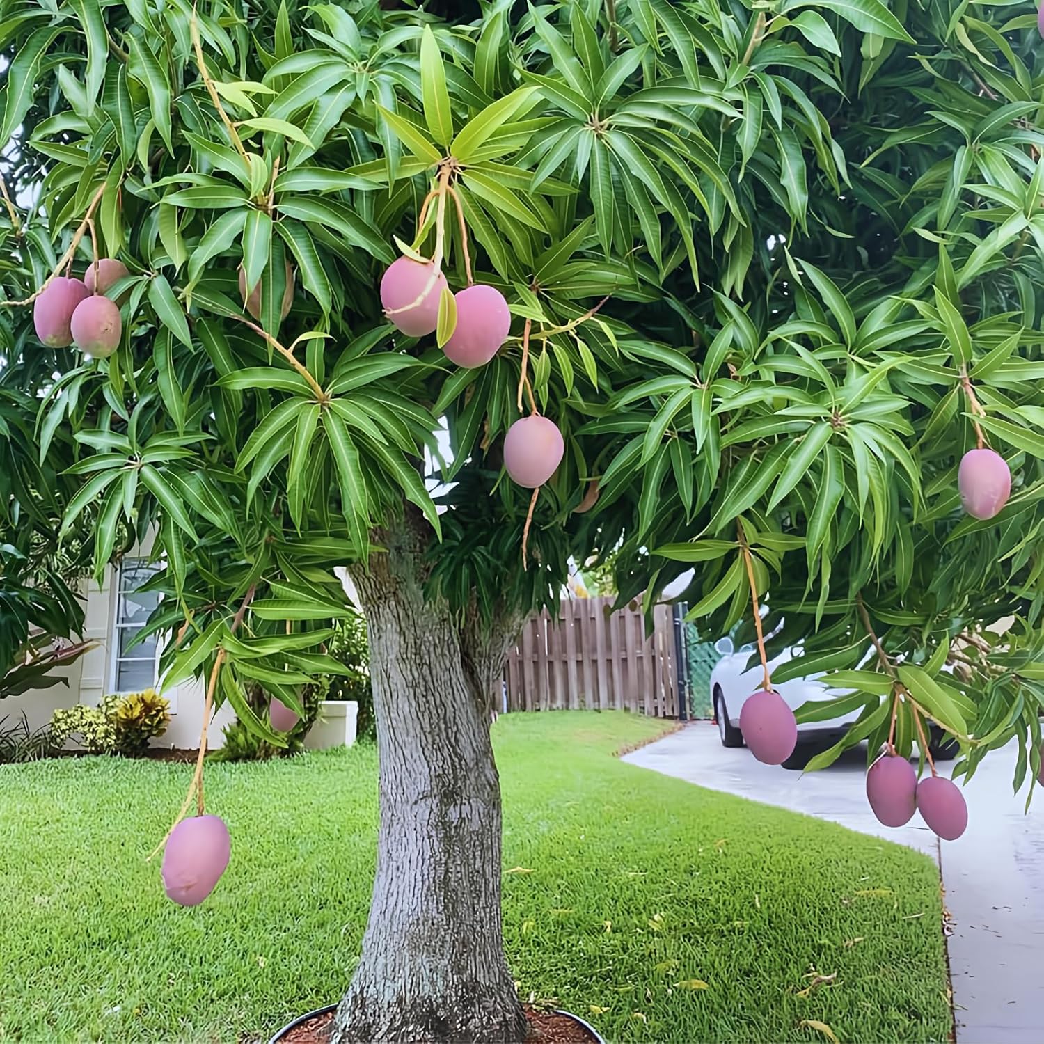 Amazon.com : No CA, Valencia Pride Mango Plant Tree Live, Mango Trees ...