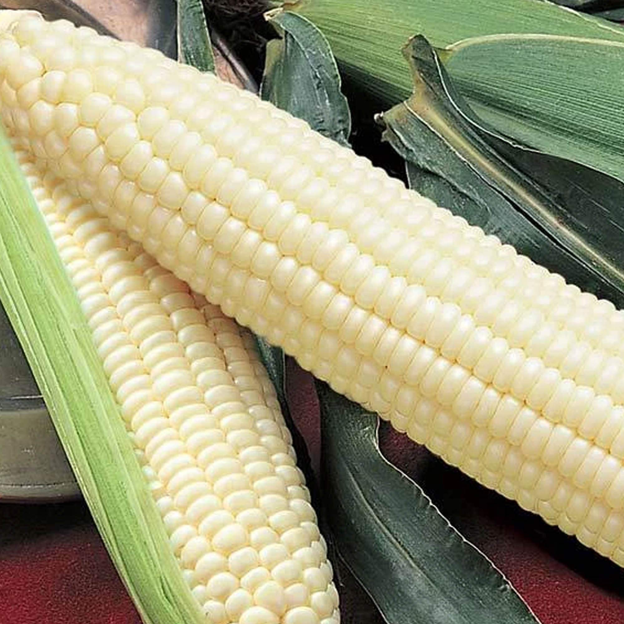 Amazon.com : Silver Queen Hybrid Sweet Corn - 1/4 LB ~508 Seeds - Non ...