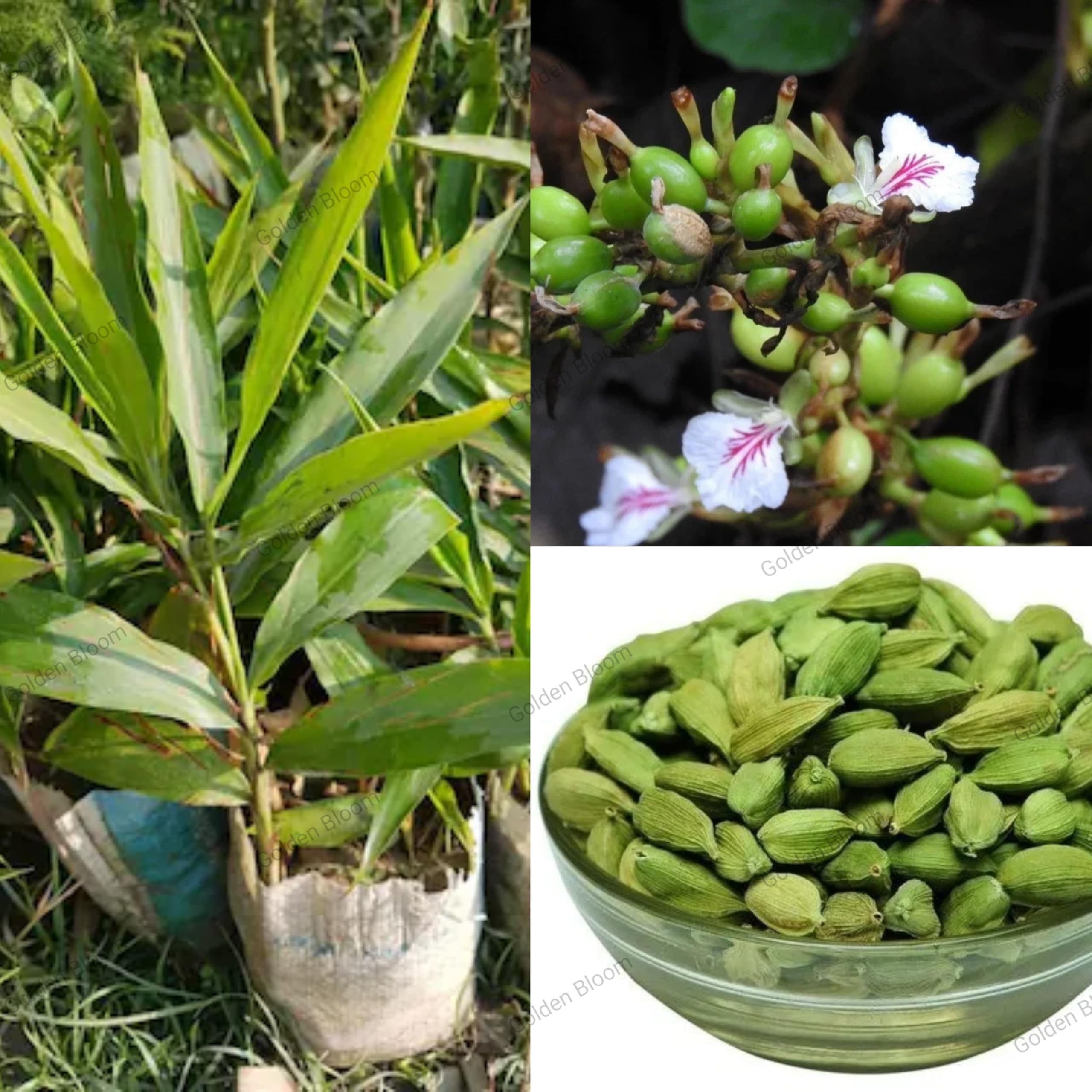 Green Cardamom Tree Modi Introduced Cardamom Varieties Researched At