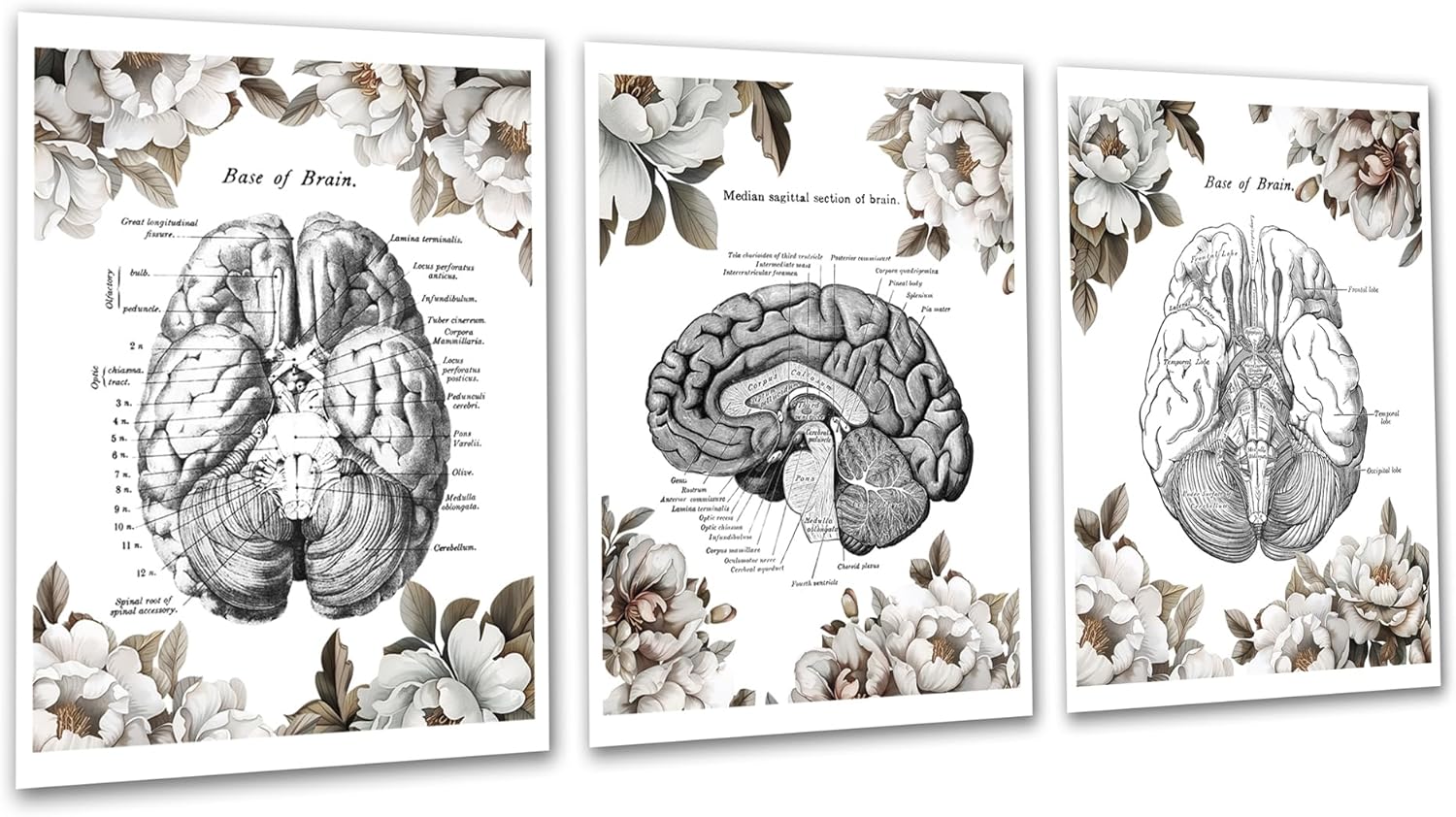 Amazon.com: Gnosis Picture Archive Neuroscience Art set of 3 unframed ...