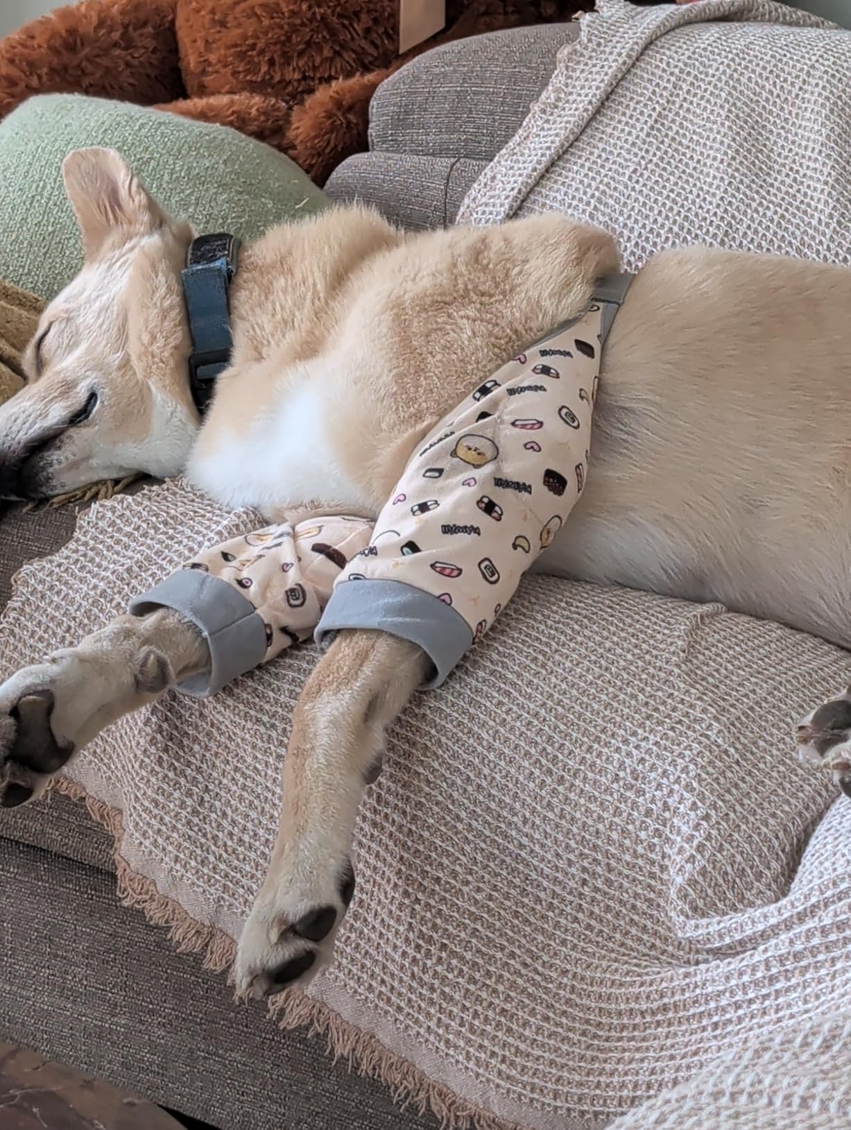 DKDDSSS Dog Front Leg Braces Recovery Sleeve, Pet Dog Front Leg Hock ...
