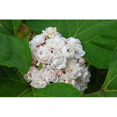 4 months Generic brahma jasti plant, (clerodendrum serratum), bharangi ...