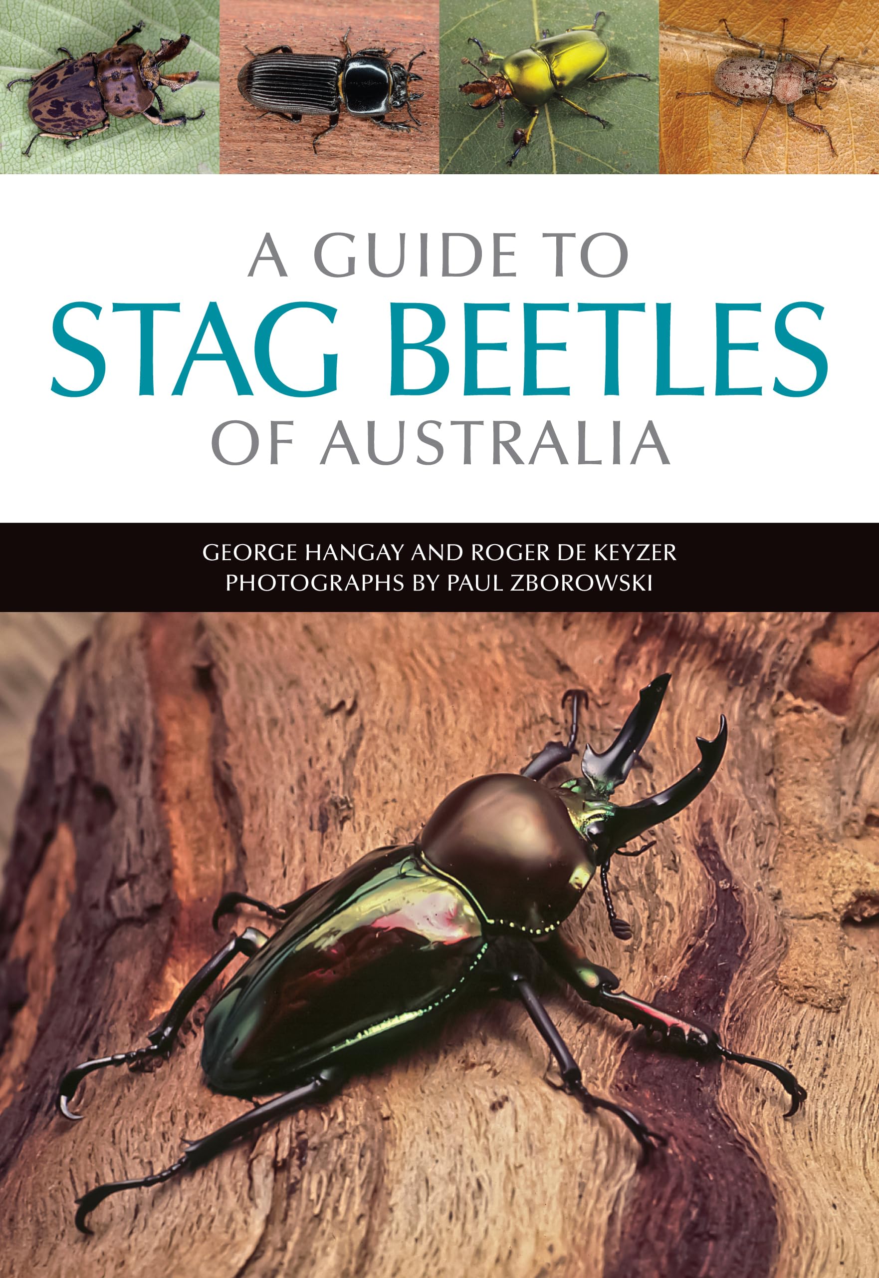 A Guide to Stag Beetles of Australia: Hangay, George, de Keyzer, Roger ...