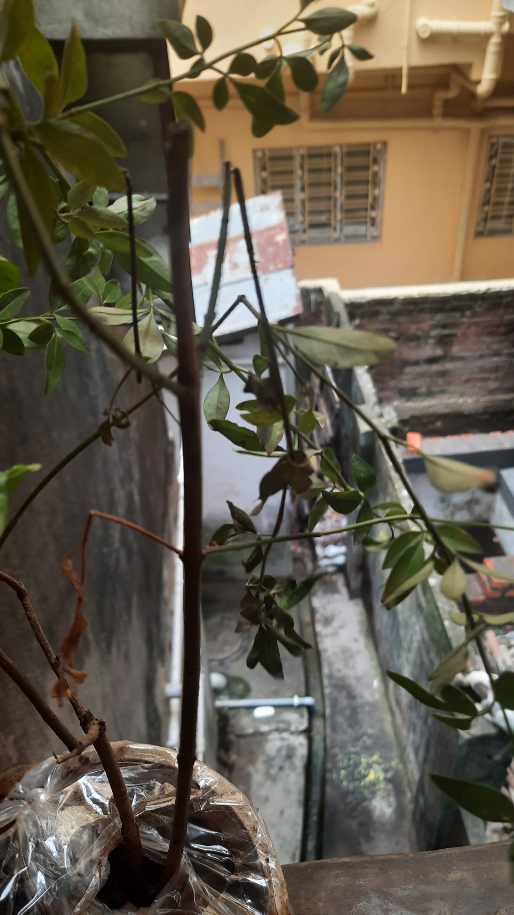 Live Yellow Jasmine/Yellow Chameli Flower Plant - Beautiful Flower ...