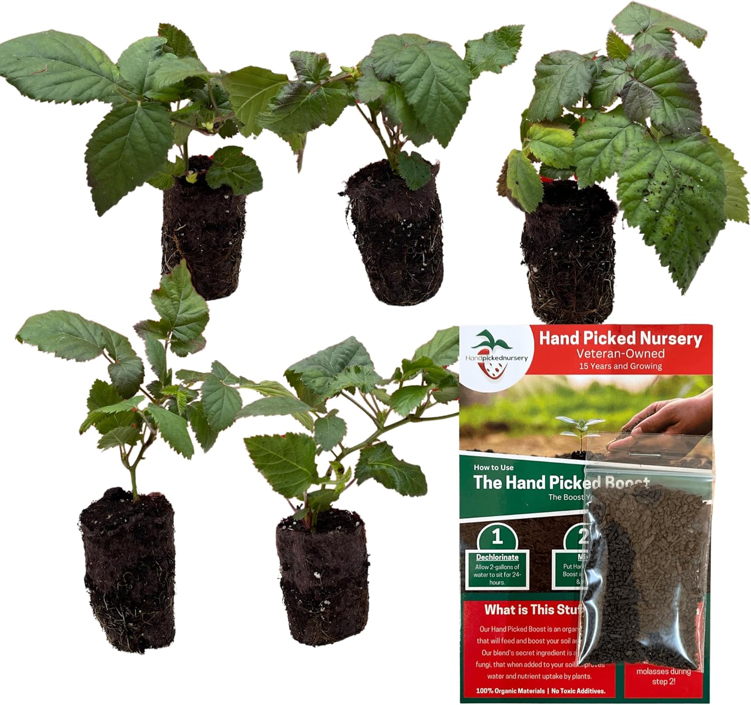 Amazon.com : Prime-Ark Freedom Thornless BlackBerry Plants - Free Plant ...