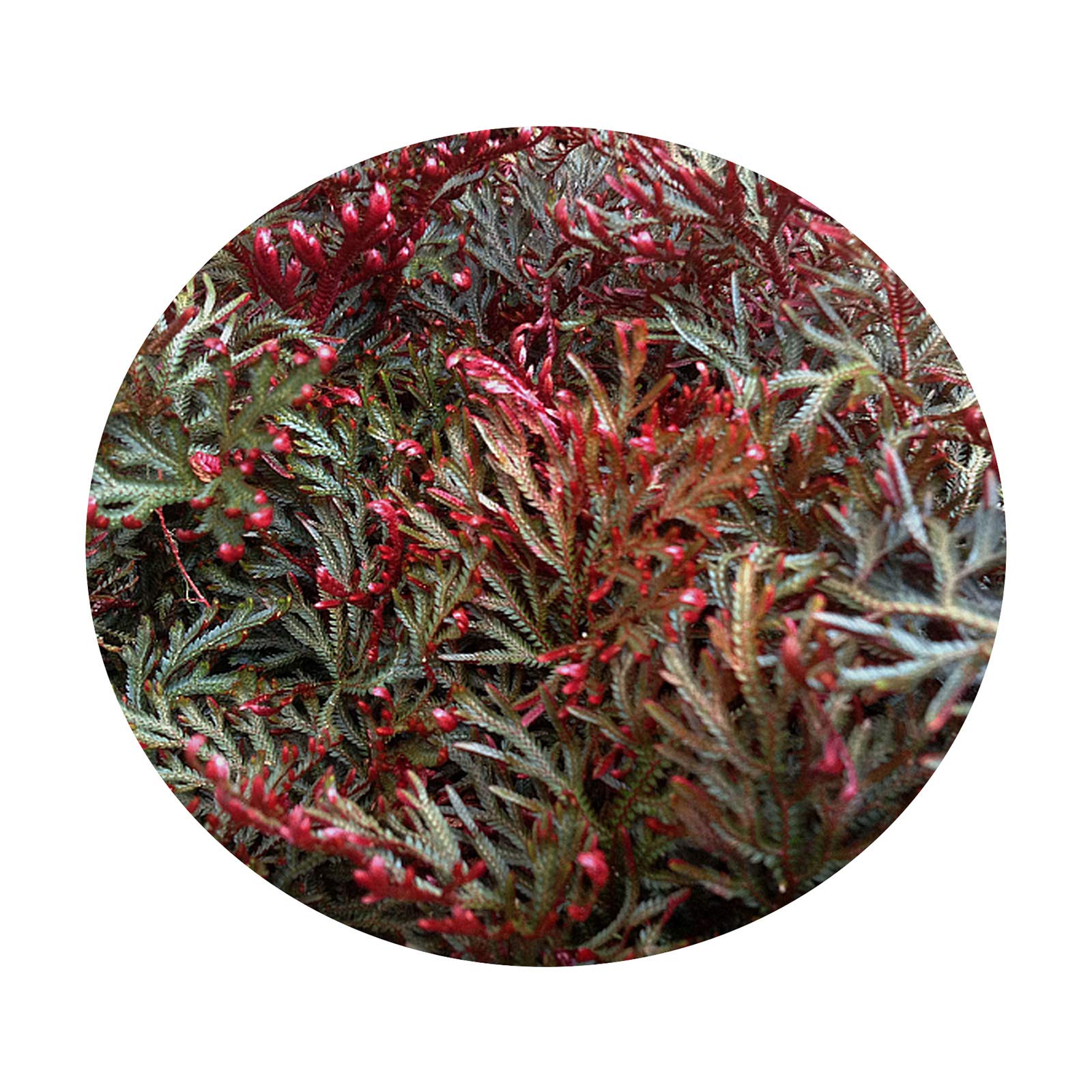 Amazon.com : Fern Ruby RED SPIKEMOSS Plant Selaginella Unusual Cold ...
