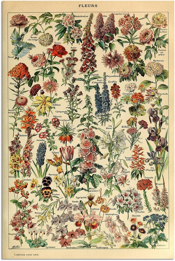 Amazon.com: Flower Poster,Vintage Flower Floral Botanical Collections ...