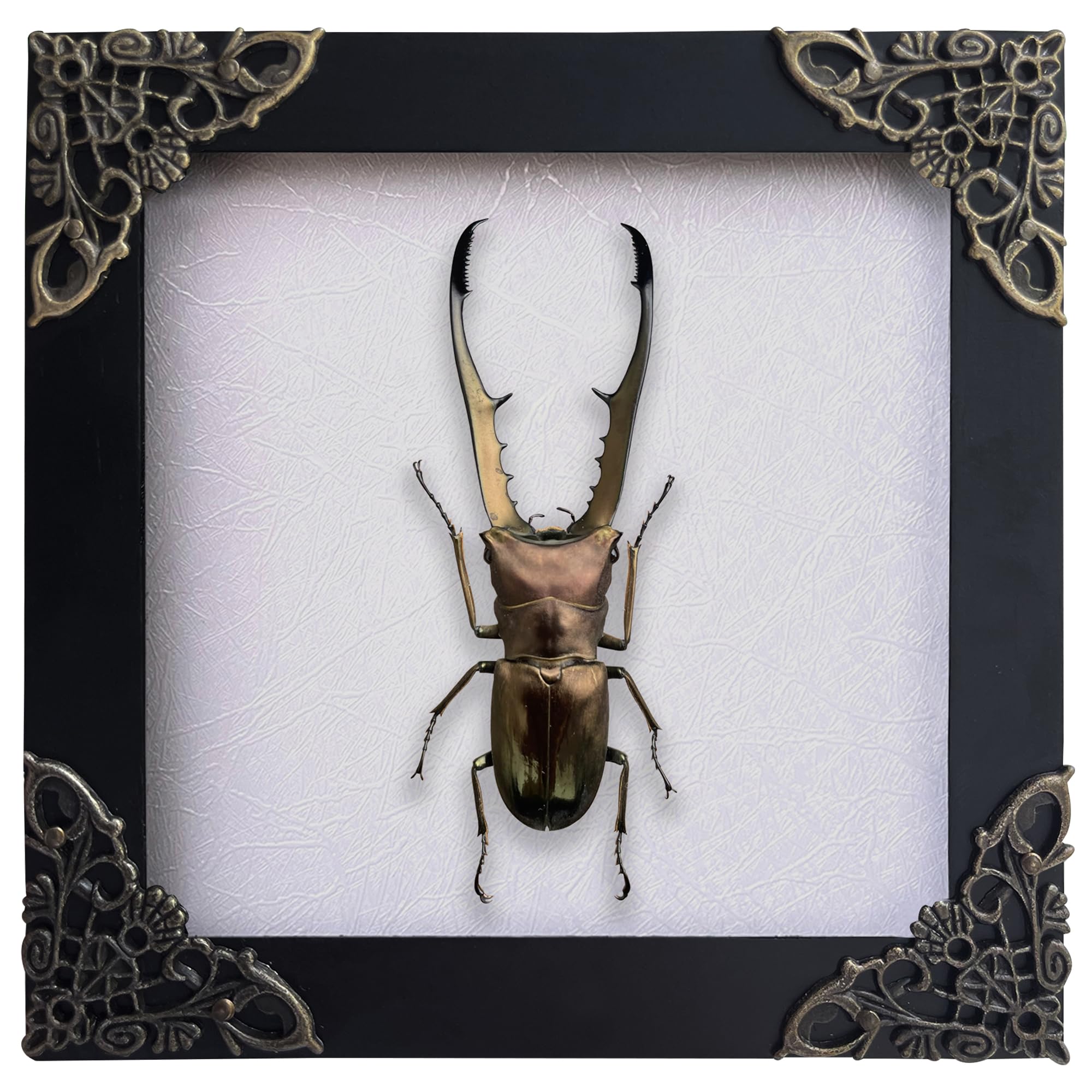Amazon.com - Real Framed Cyclommatus Metallifer Stag Beetle Dead Insect ...