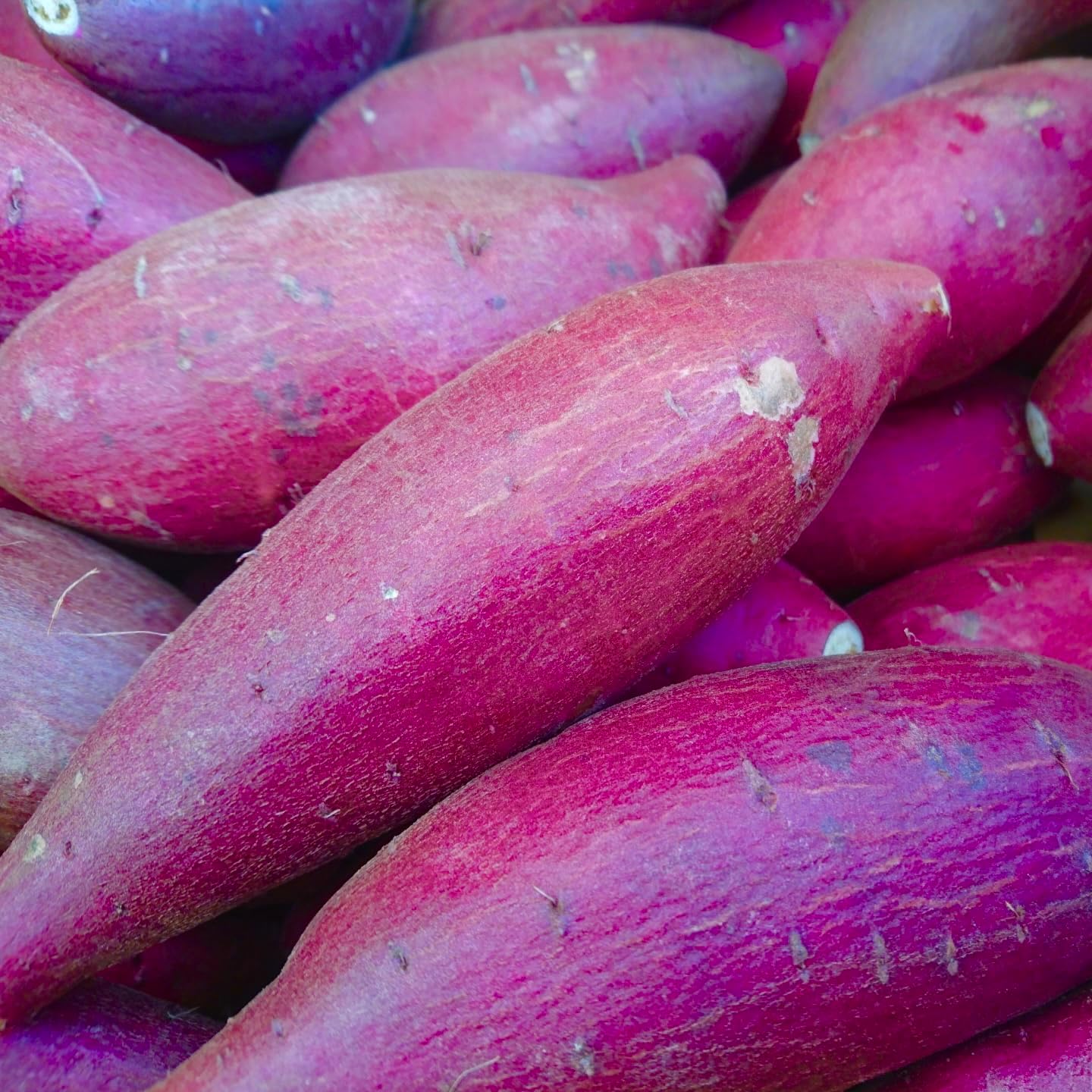 Amazon | 【MSKSHOP】さつまいも シルクスイート A品 Mサイズ 千葉 茨城県産 スイートポテト しっとり焼芋 美容 健康 ダイエット 選べるサイズ (2kg ...