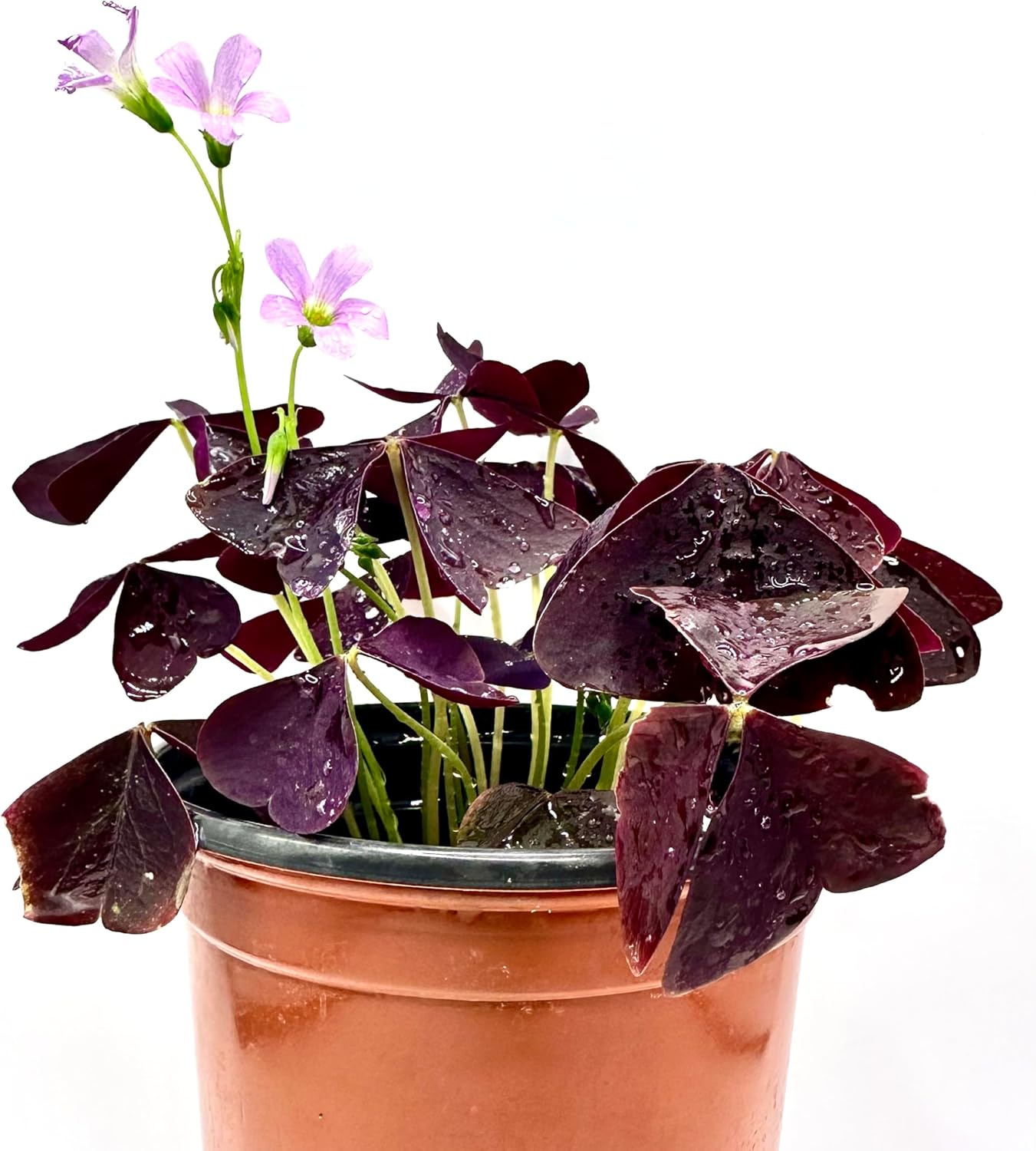 Amazon.com : Purple Shamrock Purple Oxalis Triangularis Live Plant Live ...